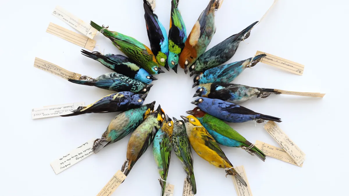 The How and Why of Colorful Feathers | Natural History Museum
