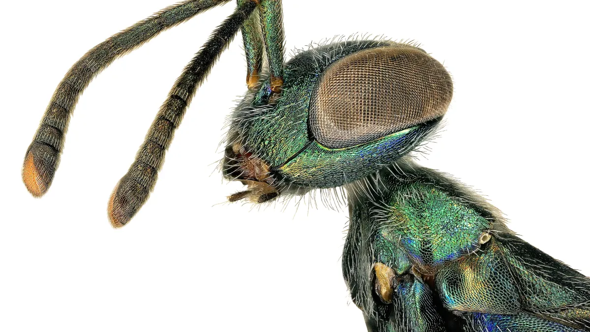 Spiky, Hairy, Shiny: Insects of L.A. | Natural History Museum
