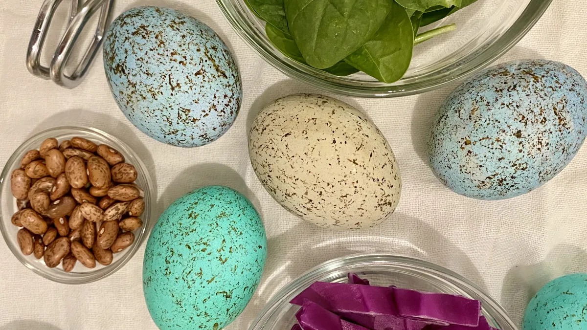 Dyeing Dino Eggs | Natural History Museum
