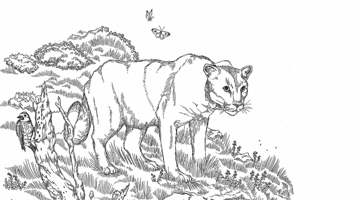 coloring page cougar