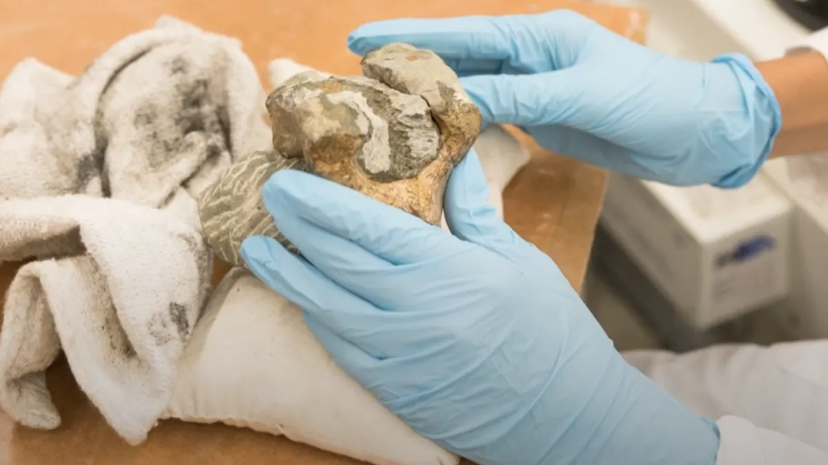 A Fossilized Turtle Revealed | Natural History Museum