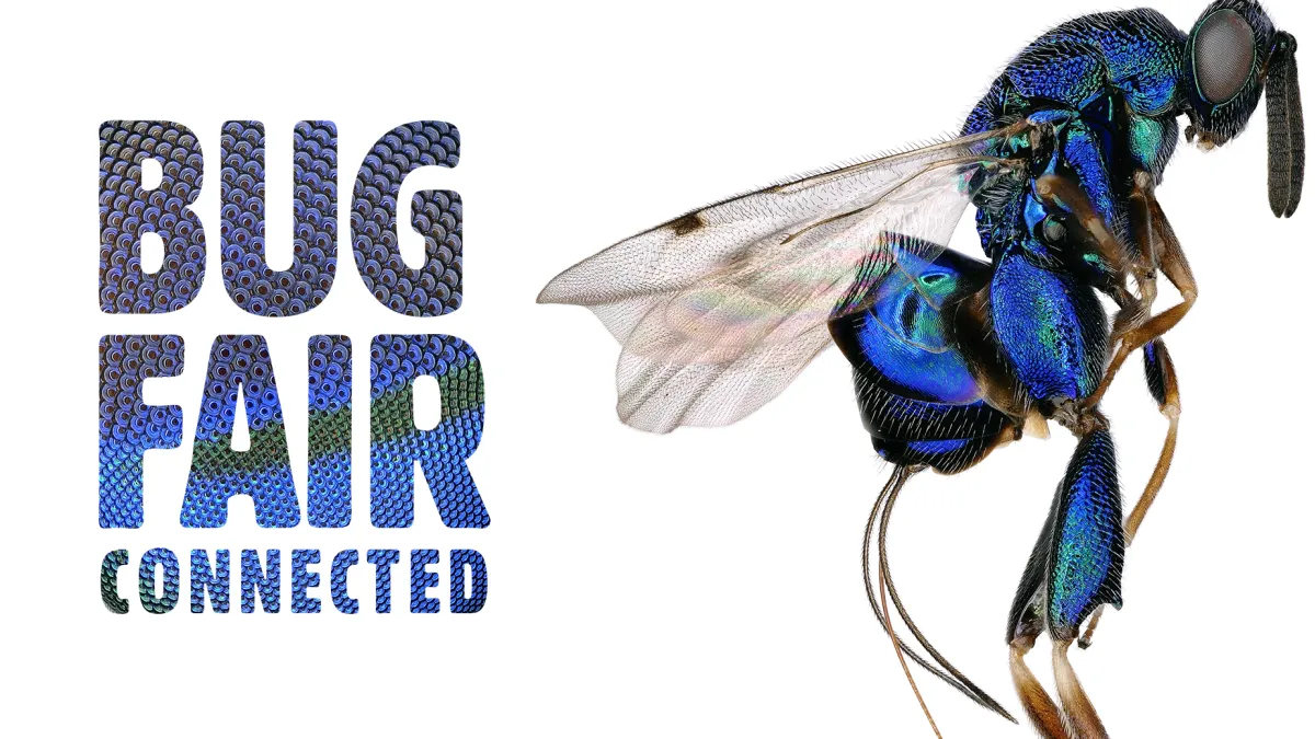 Bug Fair Is On | Natural History Museum