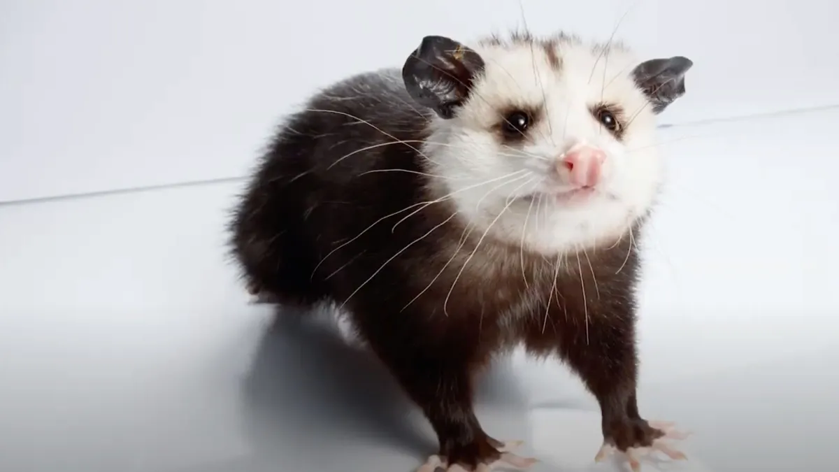 Meet Our Museum Animals | Natural History Museum