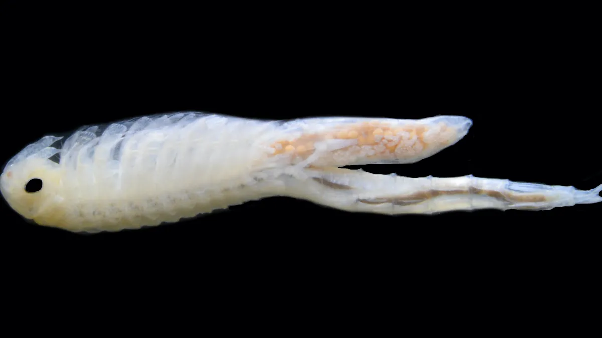 How to DISCO at Home | Natural History Museum