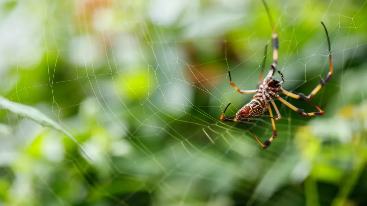 Activate Your Spider Sense | Natural History Museum