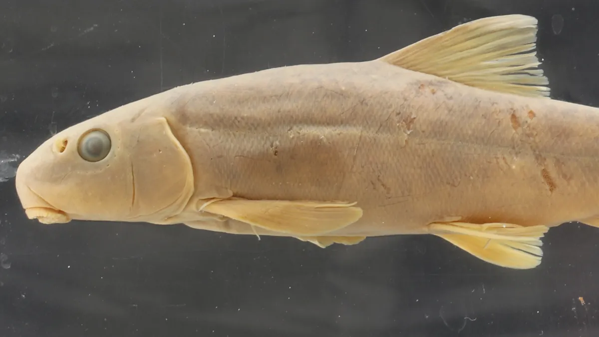 Fishes Across America: Next Stop? Lake Tahoe, California | Natural ...