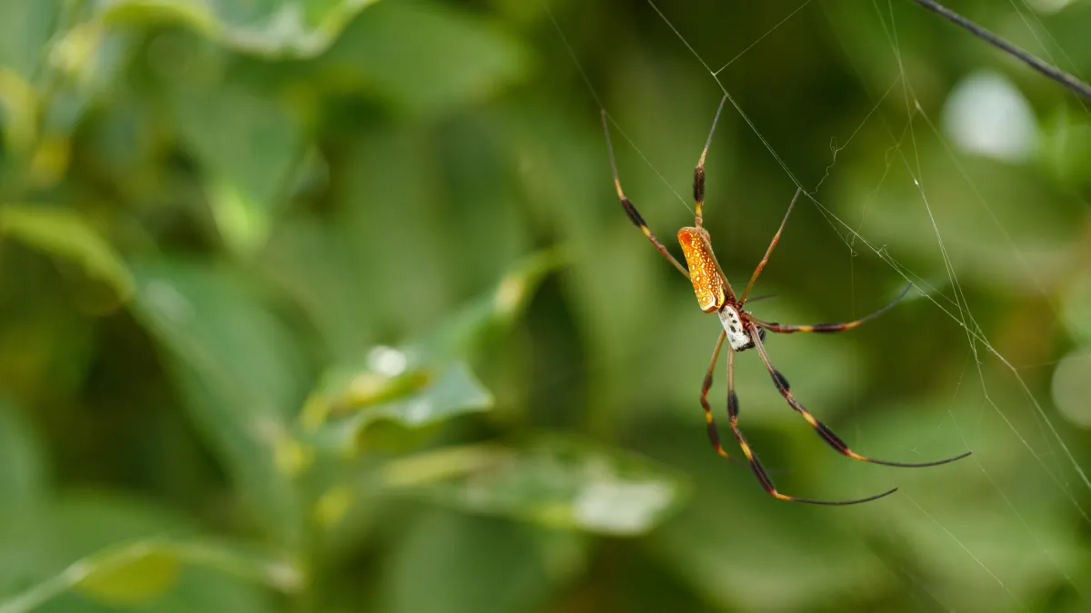 Member Preview Days: Spider Pavilion and Nature Gardens | Natural ...