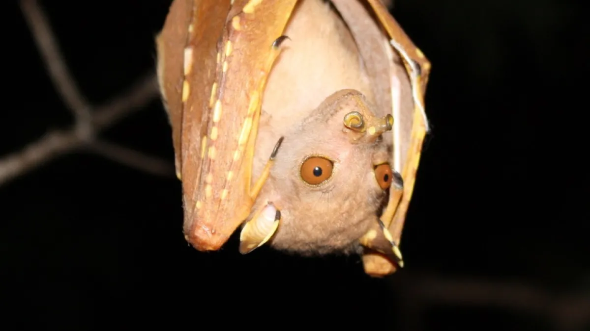 Meet the Demonic Tube-Nosed Bat | Natural History Museum