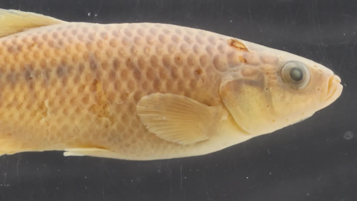 Fishes Across America: Into the Midwest | Natural History Museum