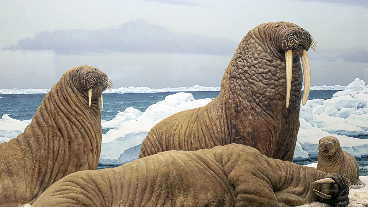 NHMLAC Scientists Help Uncover New Insights into the Origins of the ...