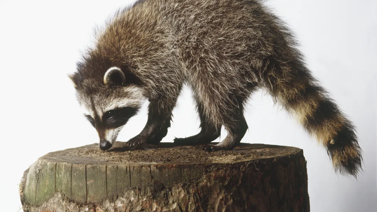 Raccoons of Early Los Angeles | Natural History Museum