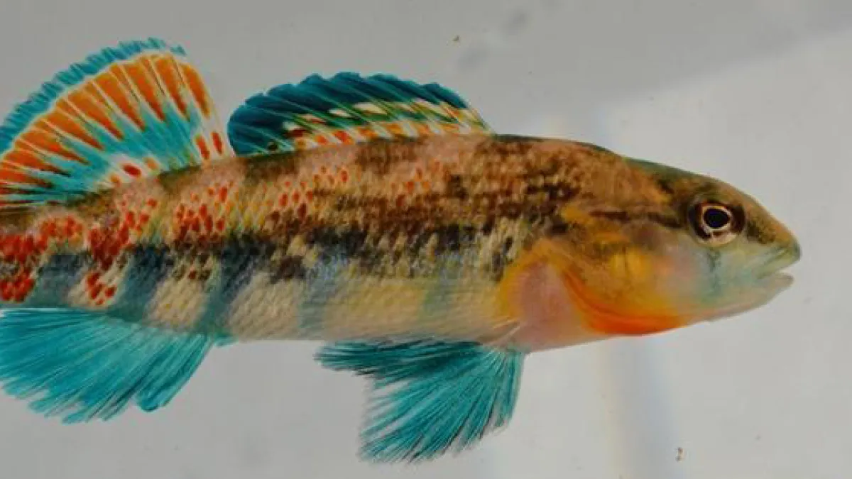 Fishes Across America: Kentucky Is for Darters | Natural History Museum