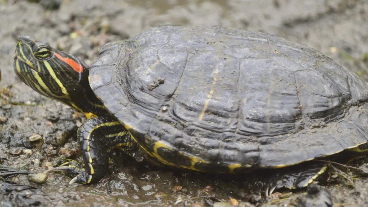 Science in a Half-Shell: Dissecting Turtles at Home | Natural History ...