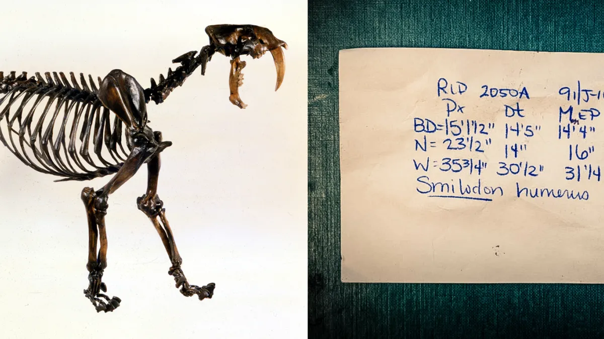 Get Sedimental With La Brea Tar Pits | Natural History Museum