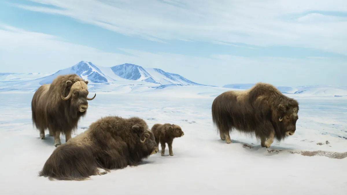 Musk Ox Tundra