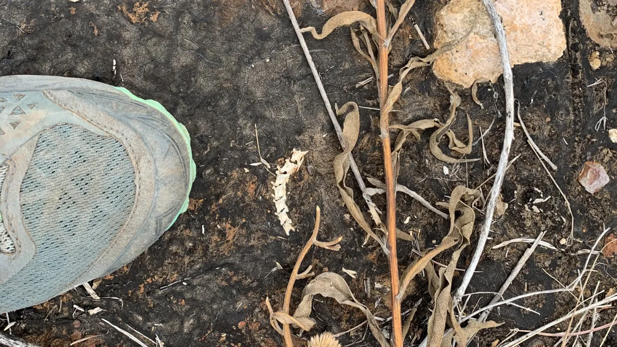 A Tar Pits Travelogue | Natural History Museum