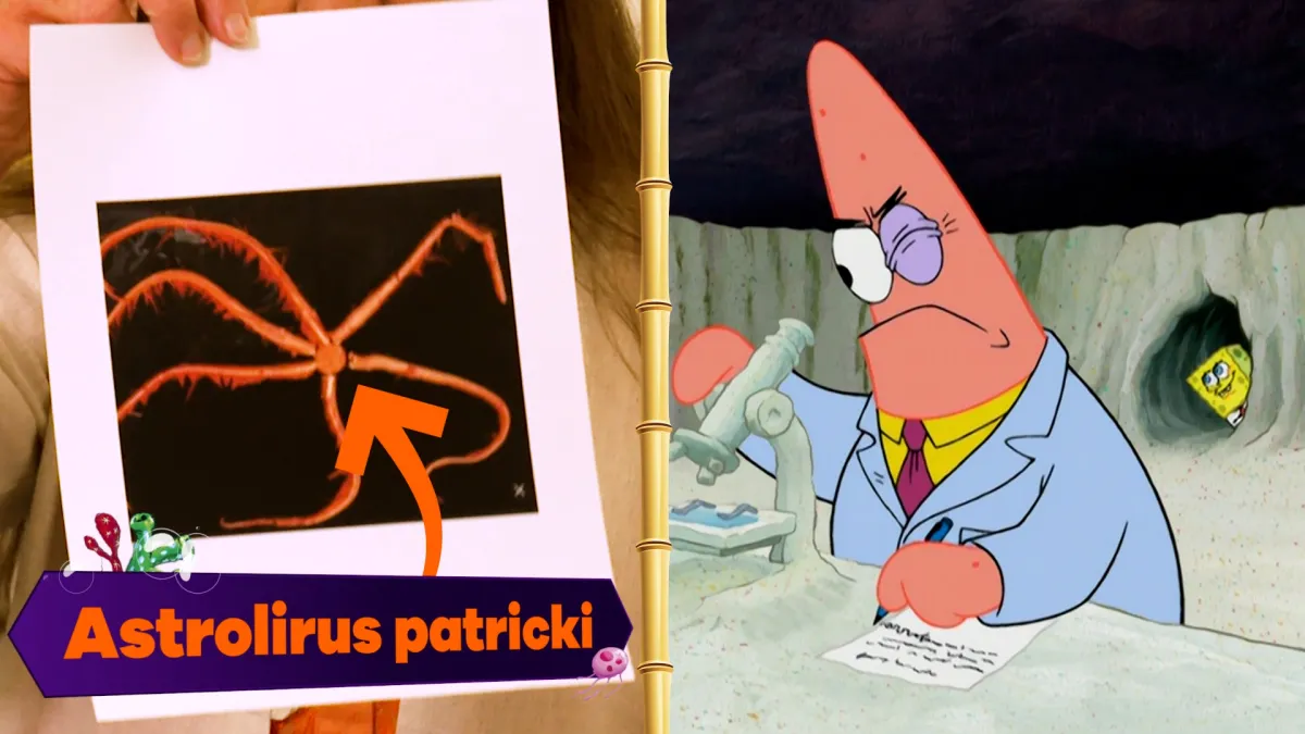 La Ciencia de Bob Esponja: Nombres Cientificos | Natural History Museum