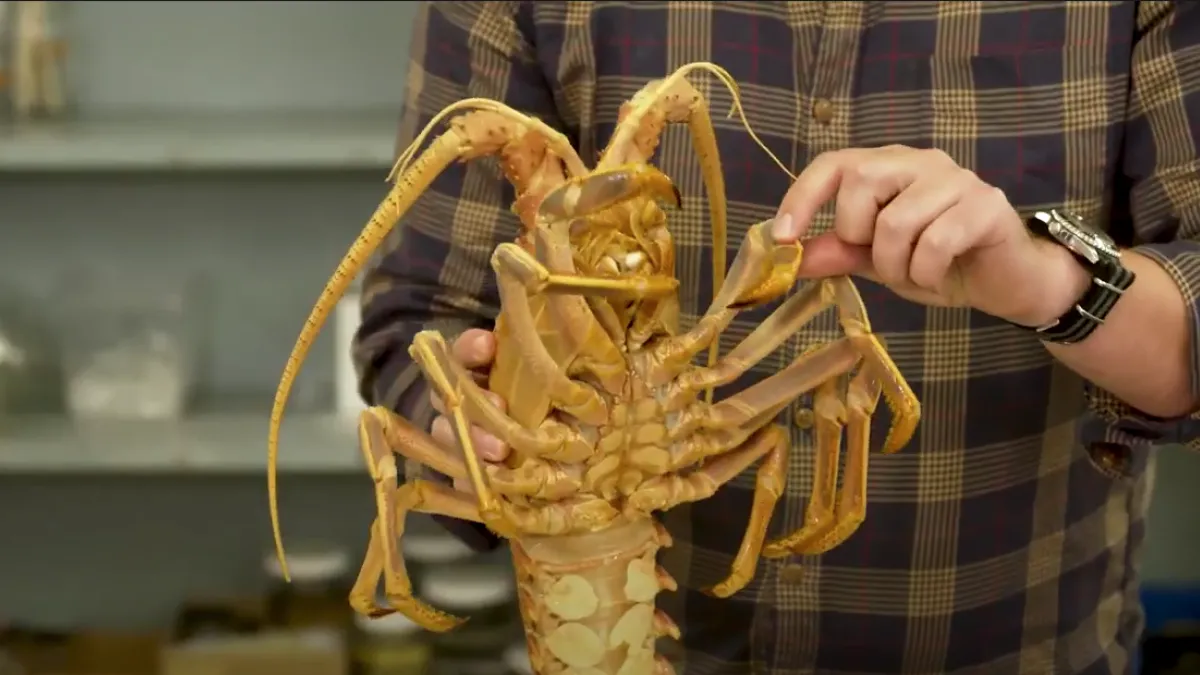 Science of SpongeBob: Silly Sea Facts | Natural History Museum