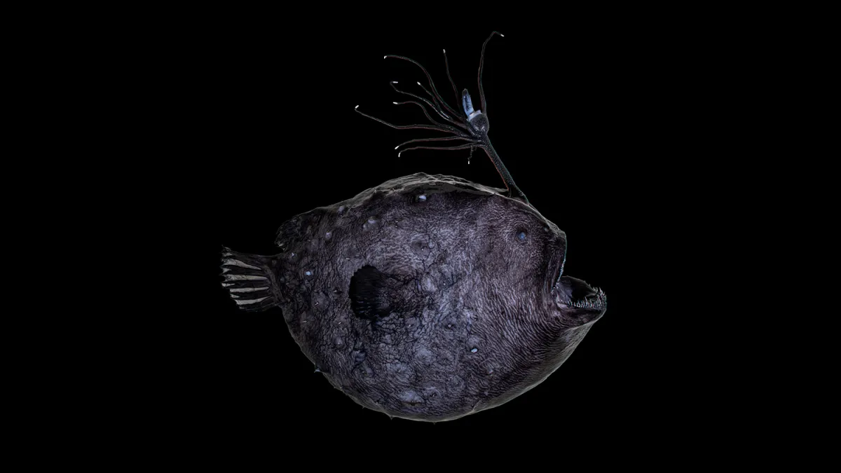 Anglerfish | Natural History Museum