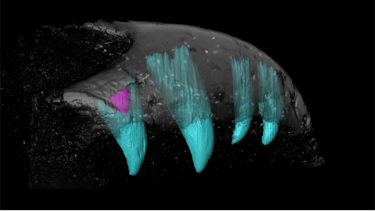 Toothy Grins from the Past | Natural History Museum
