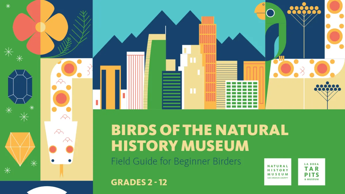Birds of the Natural History Museum: A Field Guide for Beginner Birders ...