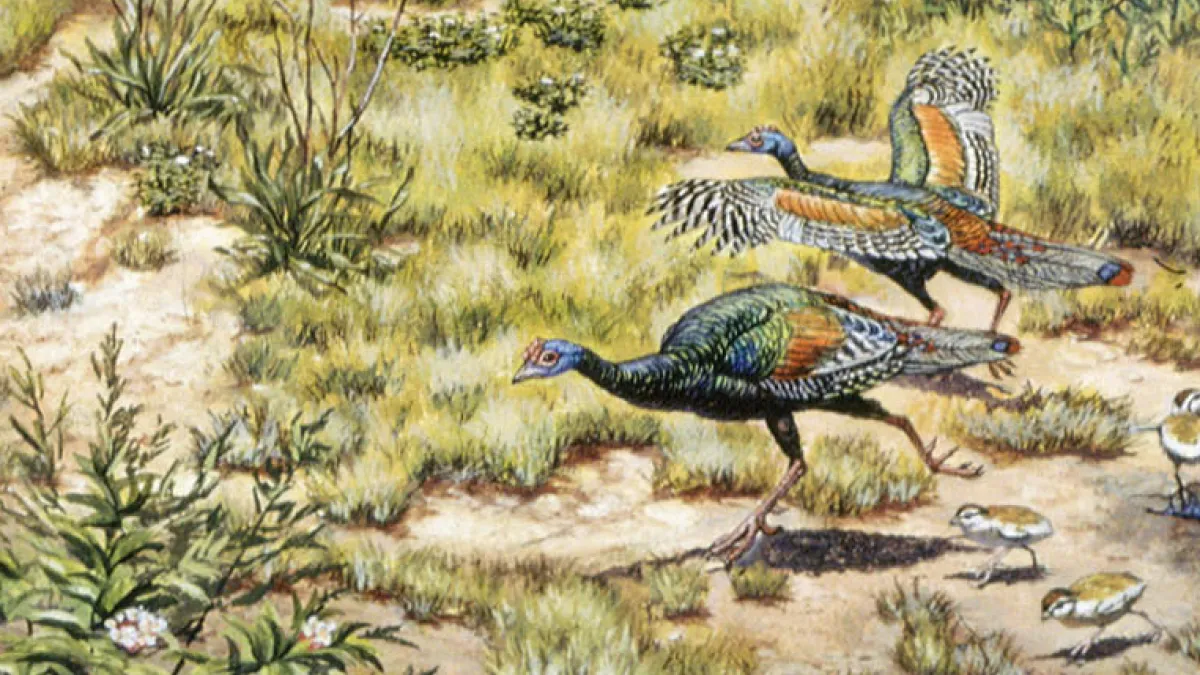 Bird Collections | Natural History Museum