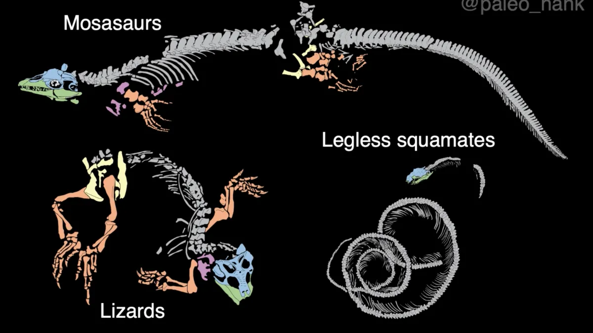 Fragmentary Fossils Help Tell the Whole Evolutionary Story | Natural ...