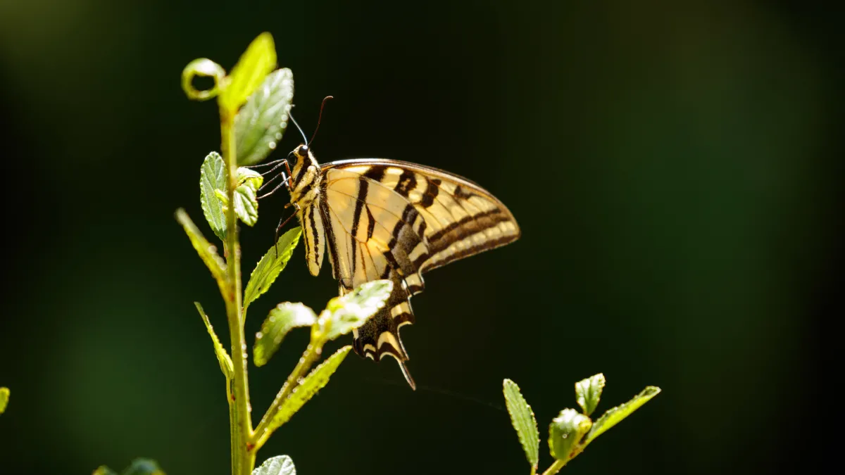 Meeting New Neighbors: How to Study Your Butterfly Waystation | Natural ...
