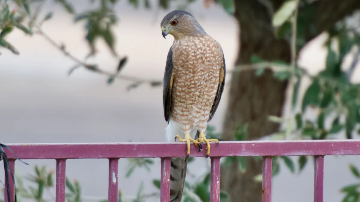 How Littler Raptors Are Making It in the Big City | Natural History Museum
