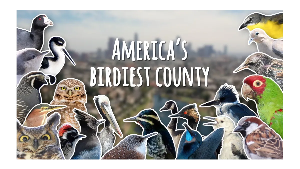 Backyard Birding Episode 1: Bird Diversity in Los Angeles County ...