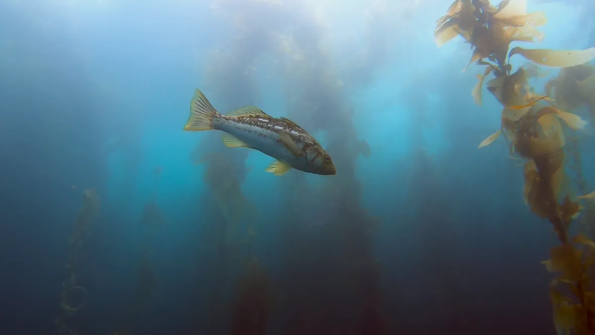 Fish Tales: Fossils, Fins, and Fascinating Evolution! | Natural History ...