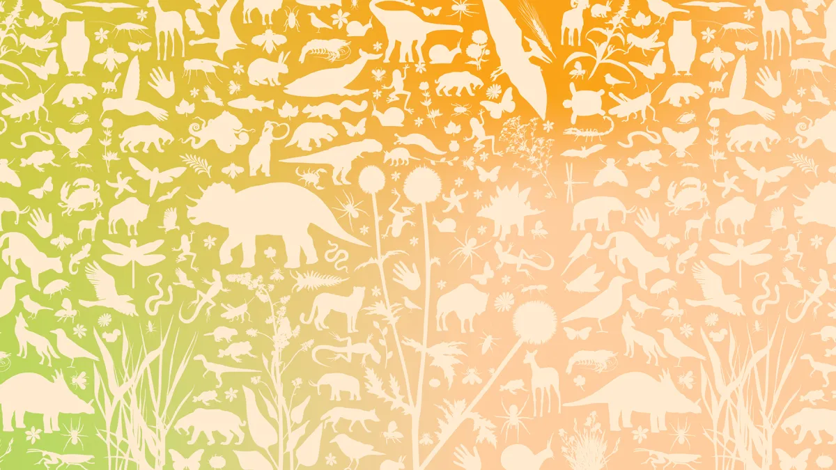 Biodiversity in L.A. Backyards | Natural History Museum