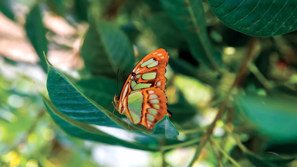 The Malachite Butterfly | Natural History Museum