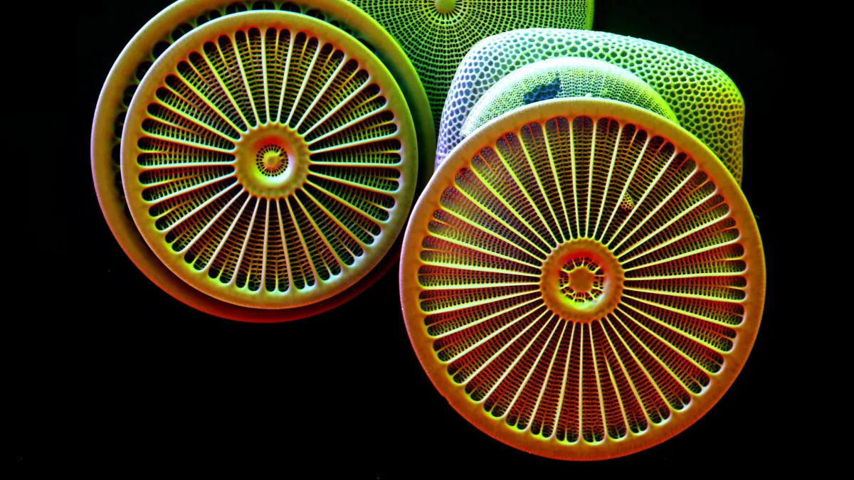 Scanning Electron Microscope Lab | Natural History Museum