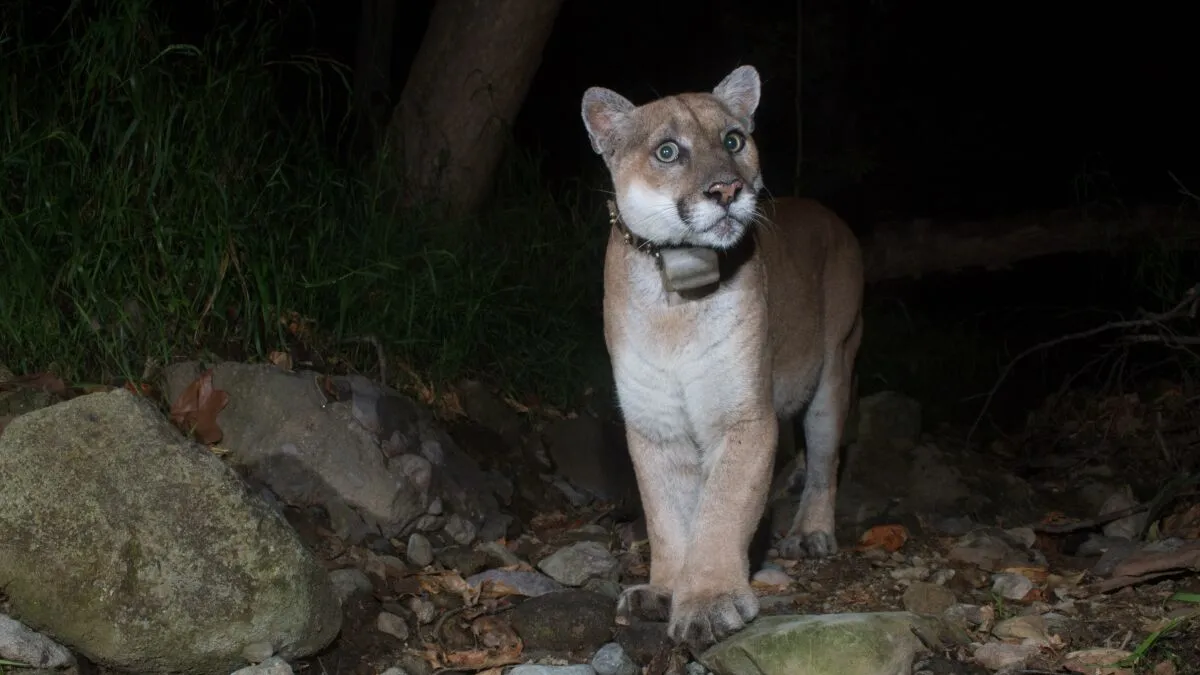 A Beloved Mountain Lion’s Legacy | Natural History Museum