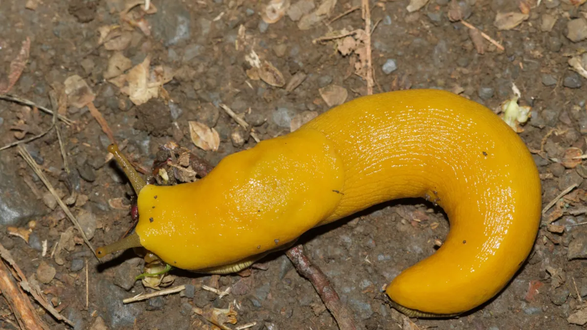 Congratulations, Banana Slugs! | Natural History Museum