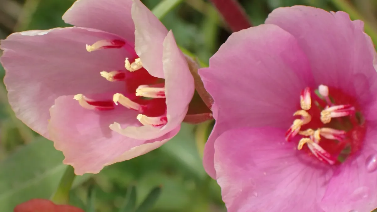 Wildflower Power | Natural History Museum