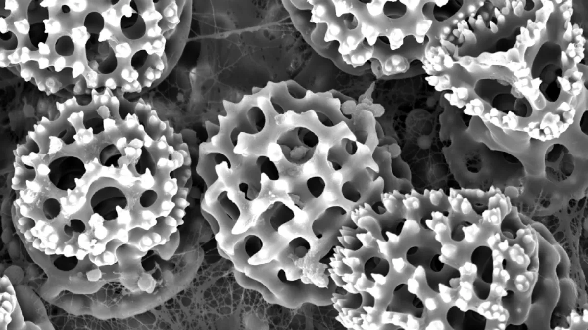 Drawing With Dots | Natural History Museum