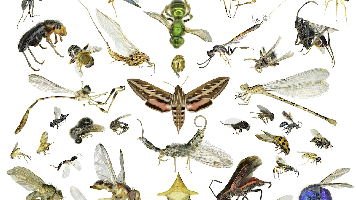 Bugs For Life | Natural History Museum