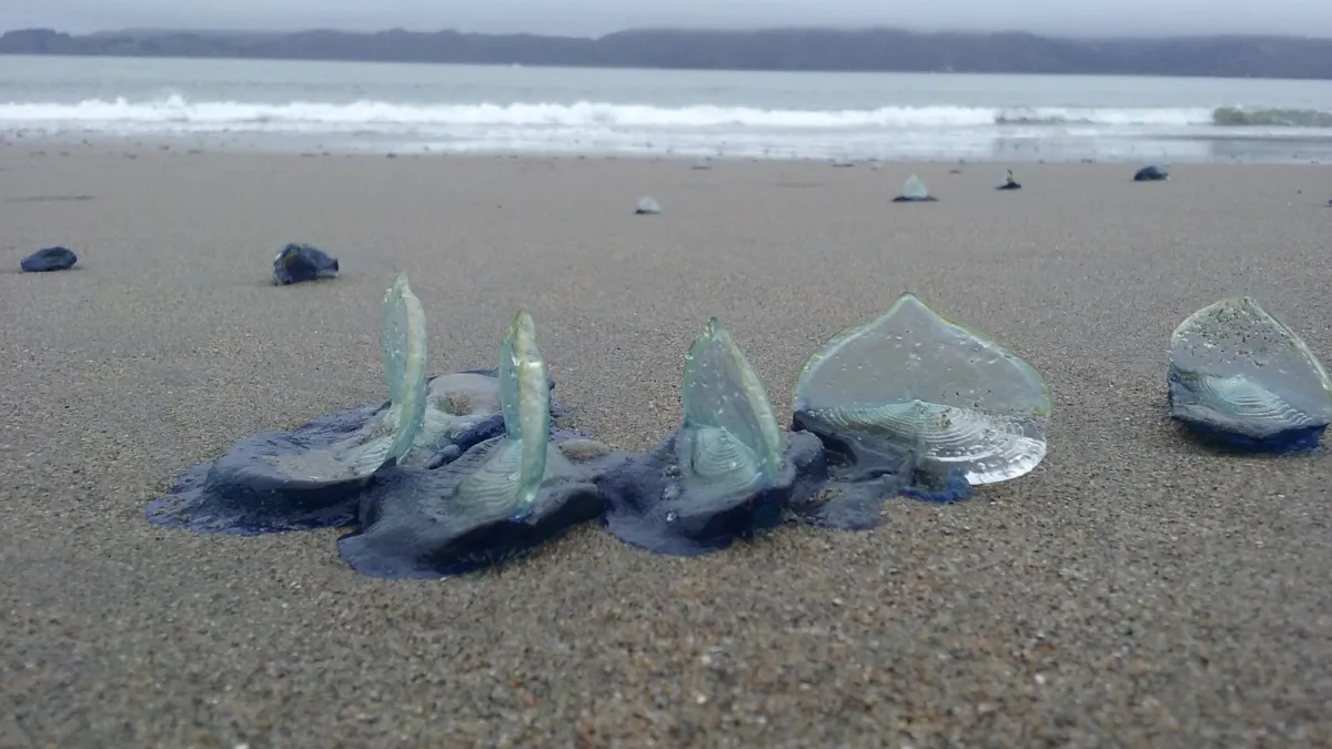 What are those blue blobs on the beach? | Natural History Museum