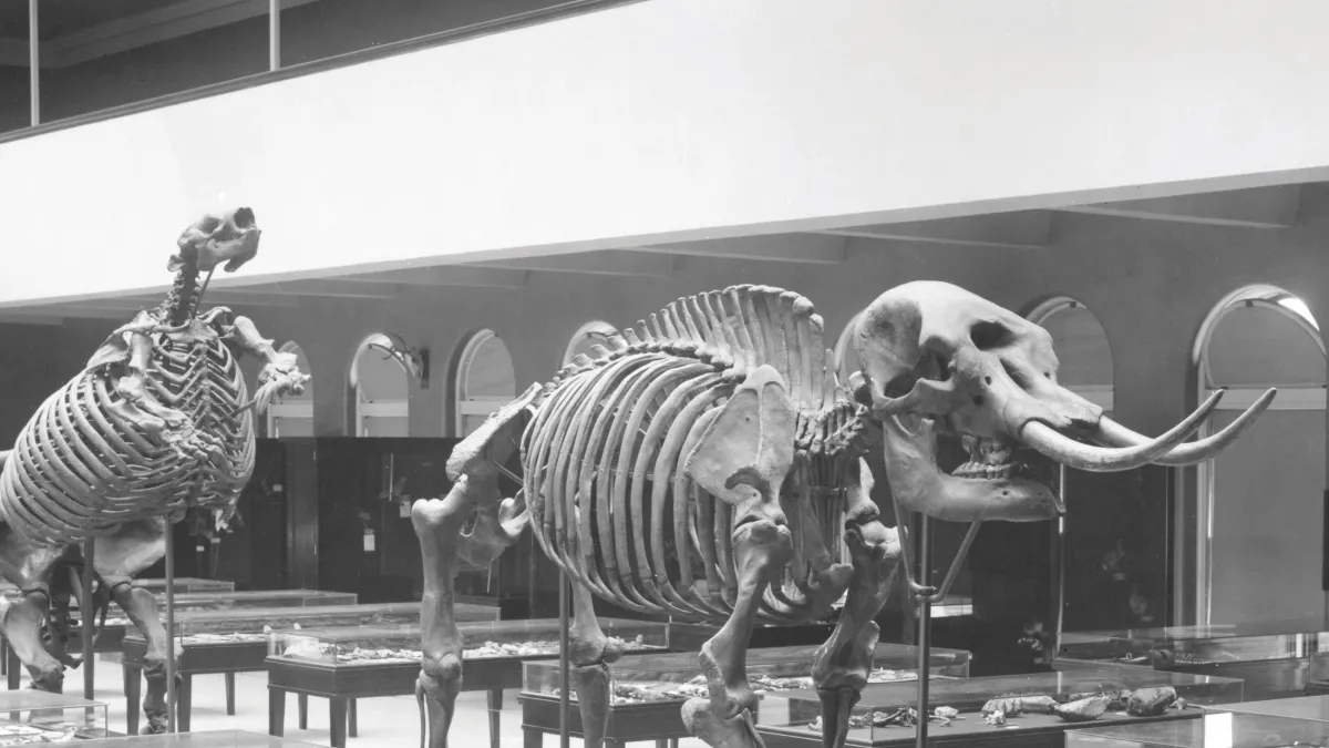 The NHM Story | Natural History Museum