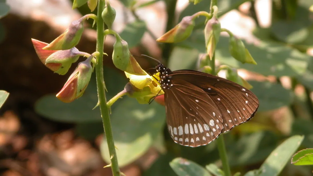 The Beginnings of Butterflies | Natural History Museum