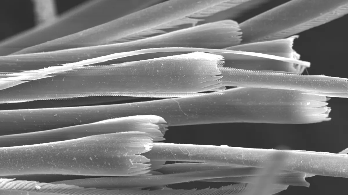 Scanning Electron Microscope Demonstration | Natural History Museum