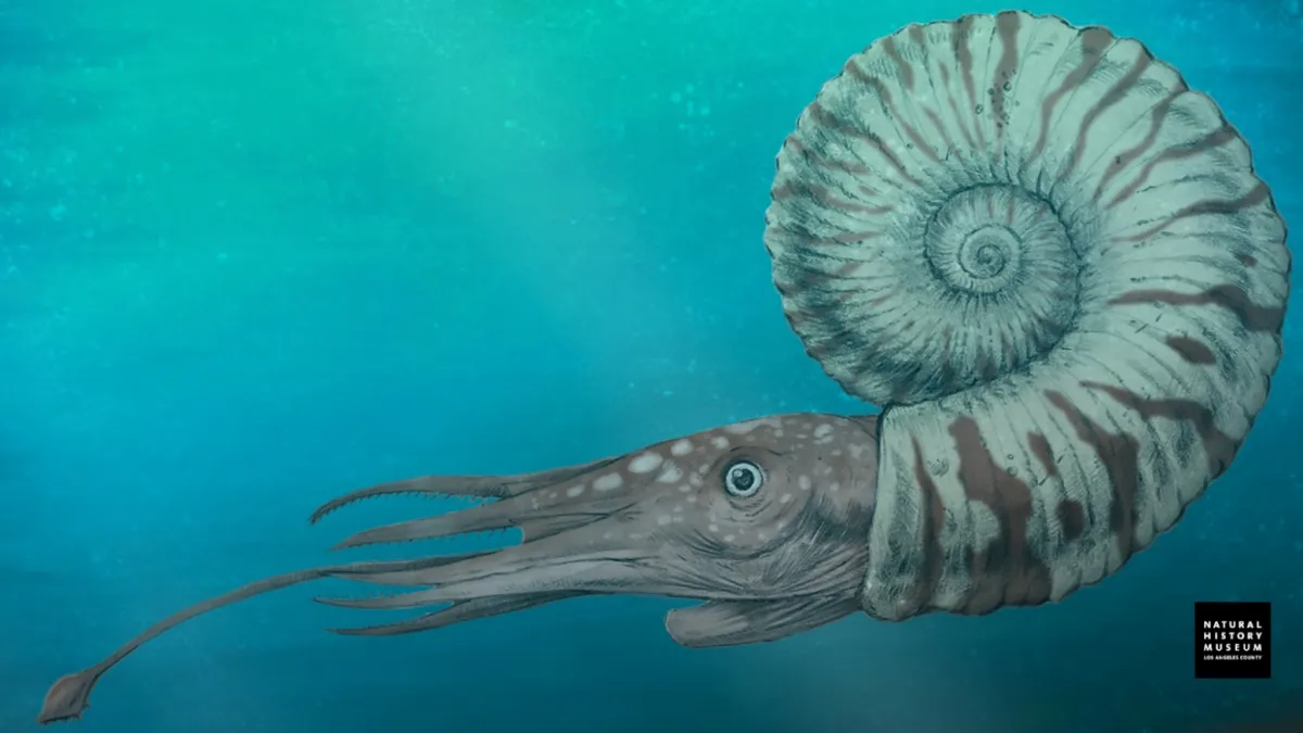 Collections Staff Help Ammonites Come Out of Their Shells | Natural ...