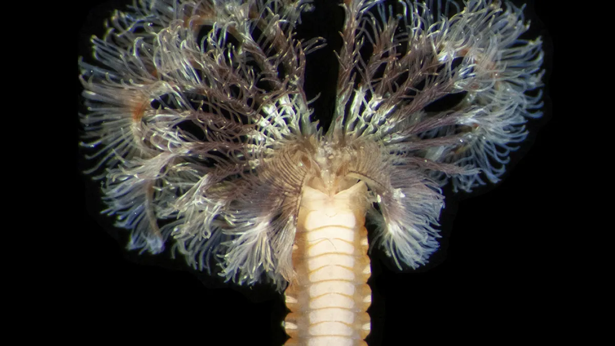An Ocean of Worms | Natural History Museum