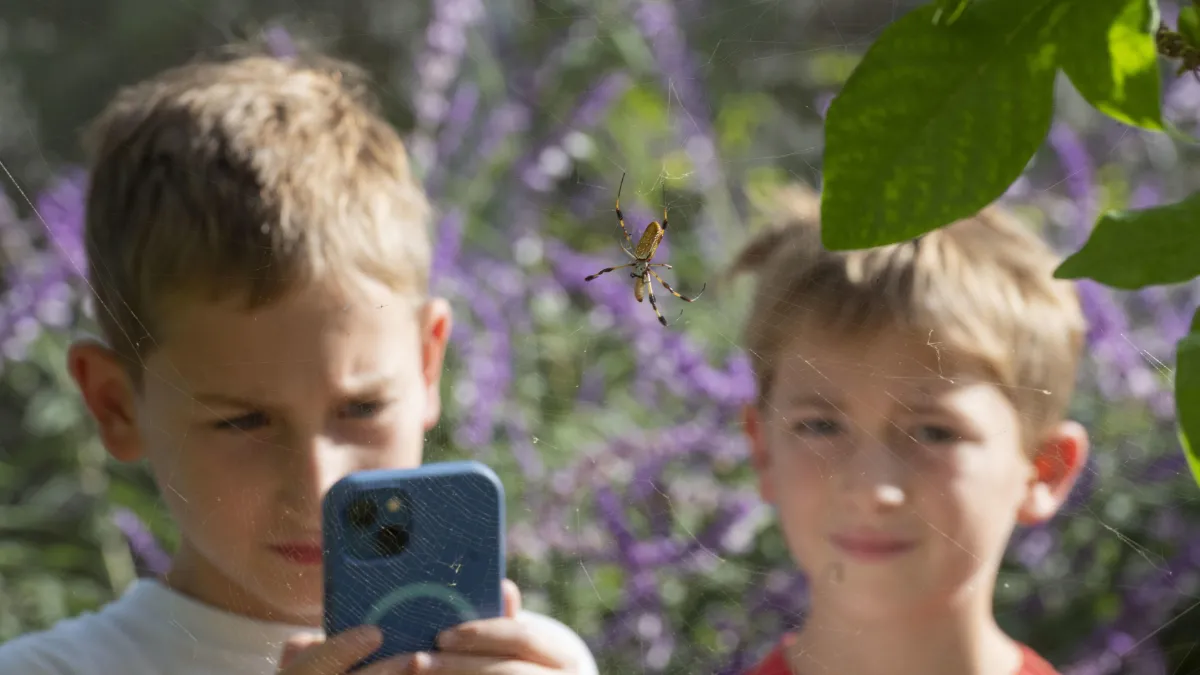 Spider Pavilion | Natural History Museum