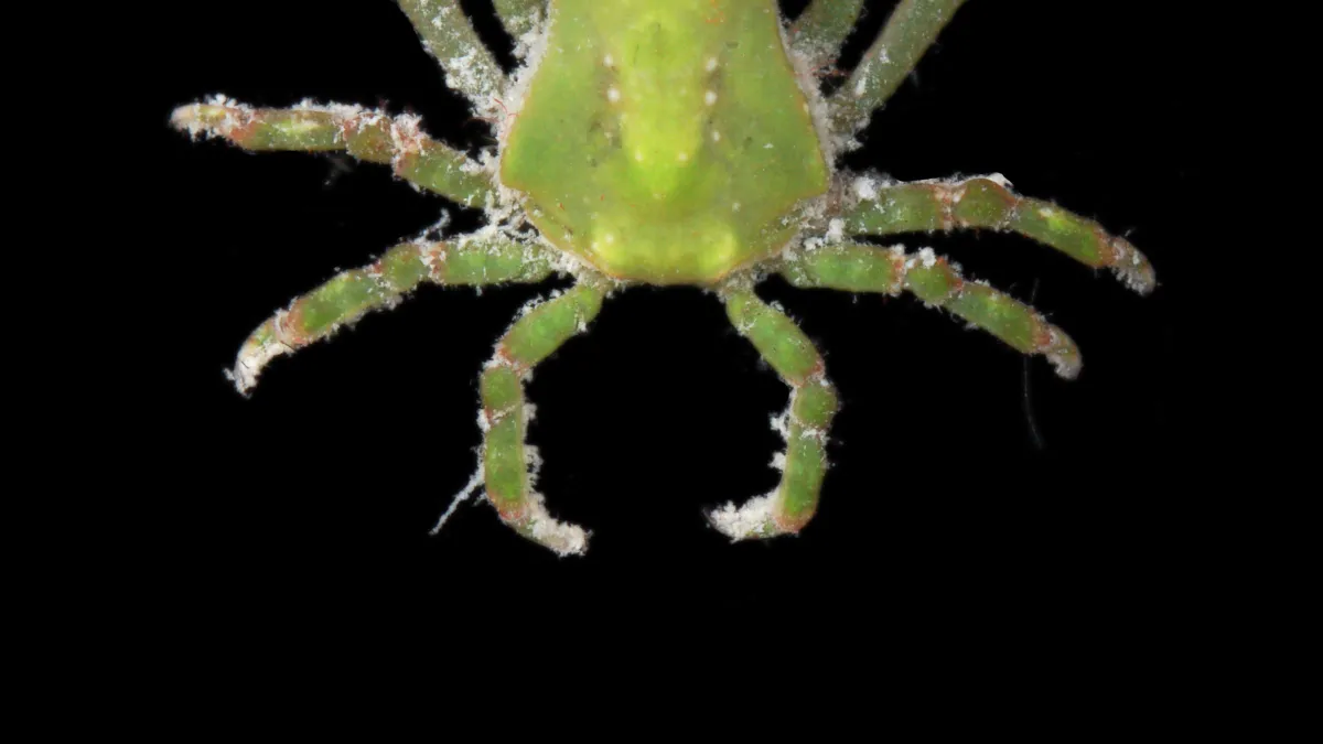 The Ancient Odyssey of Crabs | Natural History Museum