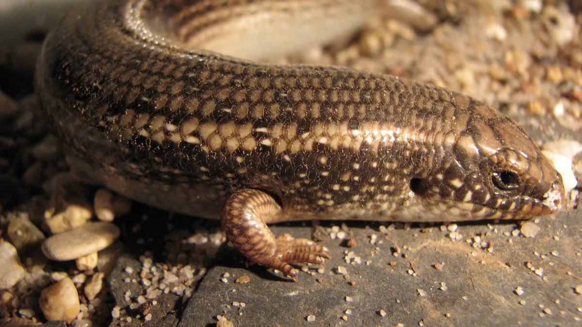A New Skink in Town | Natural History Museum