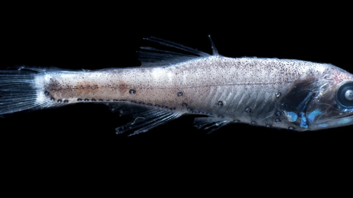 A Deep Dive on Microplastics | Natural History Museum