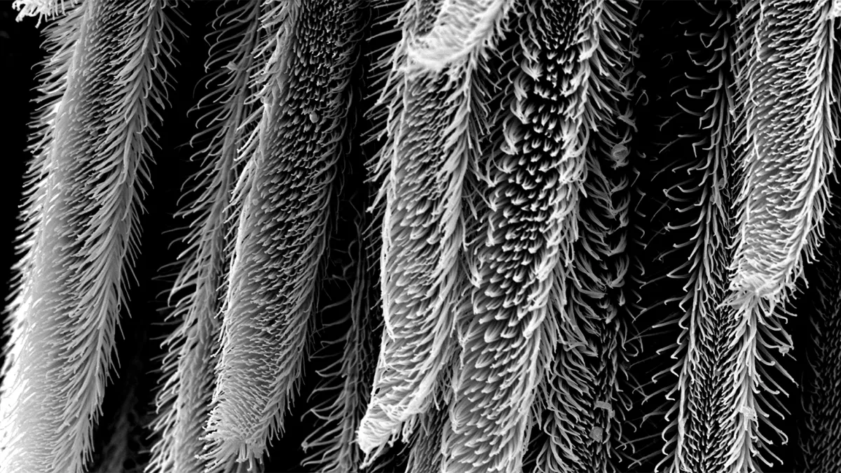 Scanning Electron Microscope Lab | Natural History Museum